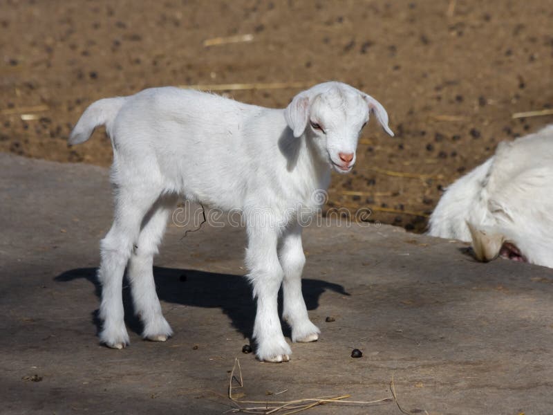 Goatling stock photo. Image of baby, ungulates, farmyard - 39990892