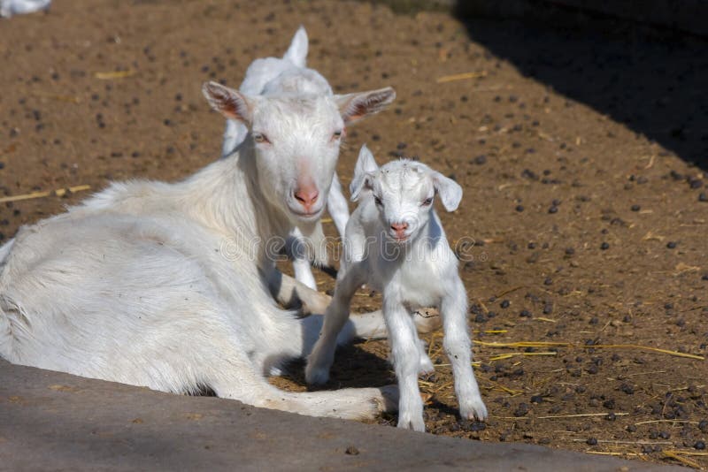 Goatling stock image. Image of baby, domestic, farm, capra - 39990895