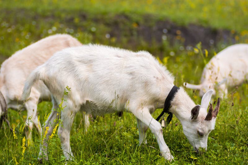 Goatling stock photo. Image of summer, animals, meadow - 42705252