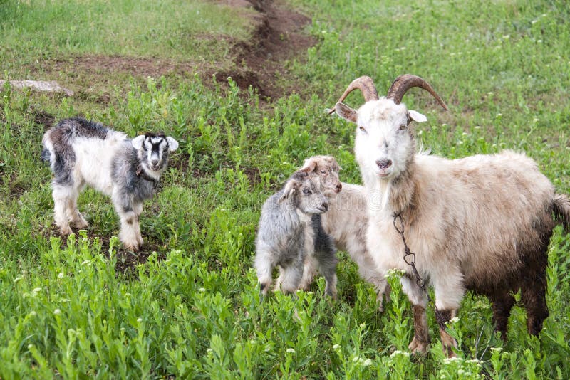 Goatlings with Goat are Grazing on Grass in the Village Stock Photo ...