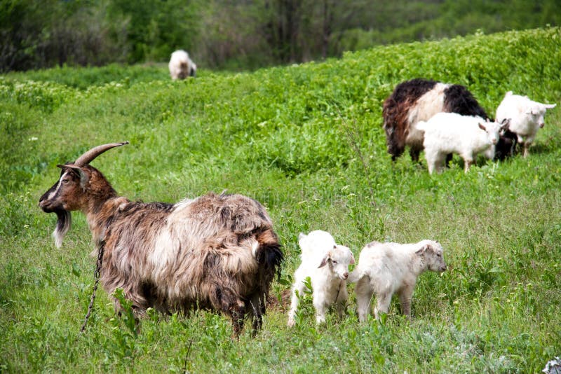 Goatlings with Goat are Grazing on Grass in the Village Stock Image ...
