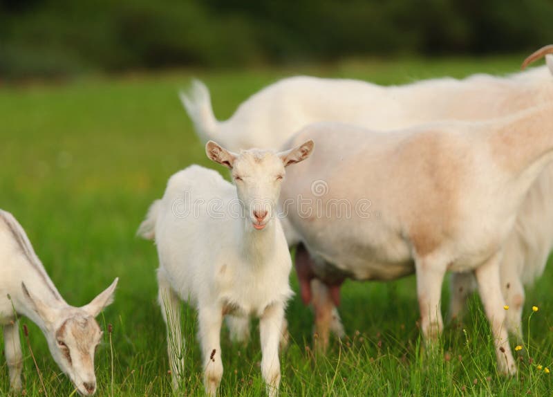 Goatlings stock photo. Image of baby, farming, horn - 157086742