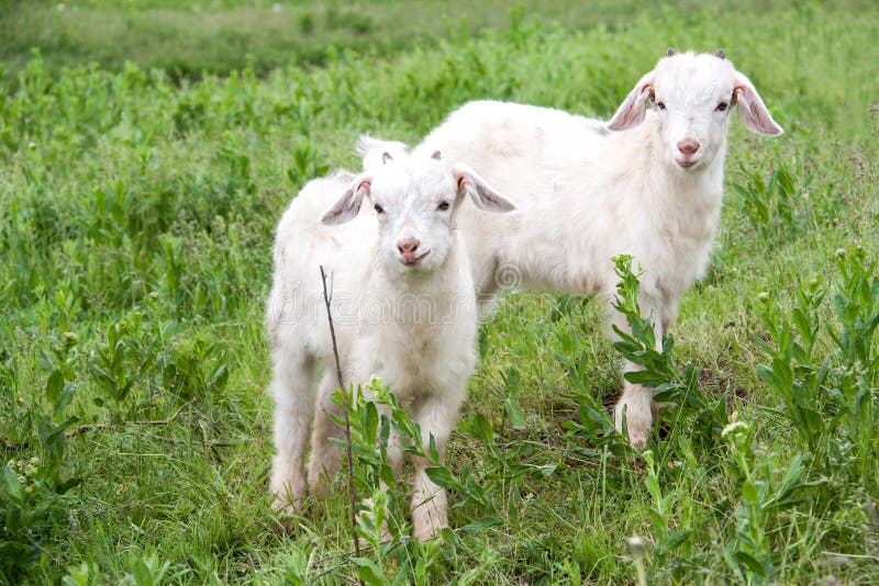 Goatlings are Grazing on Grass in the Village Stock Photo - Image of ...