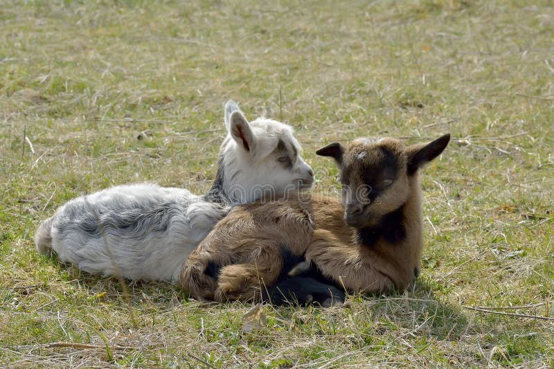 Goatlings stock photo. Image of happy, animal, humor - 48662190