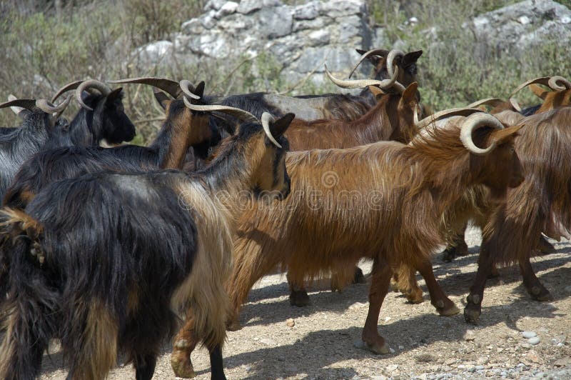 Swiss Mountain Goats stock photo. Image of black, alpine - 27381590