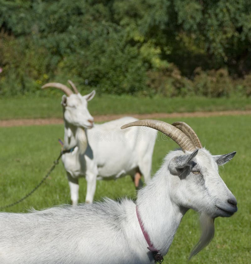 Goats stock photo. Image of farming, mammal, animal, goatling - 11144306