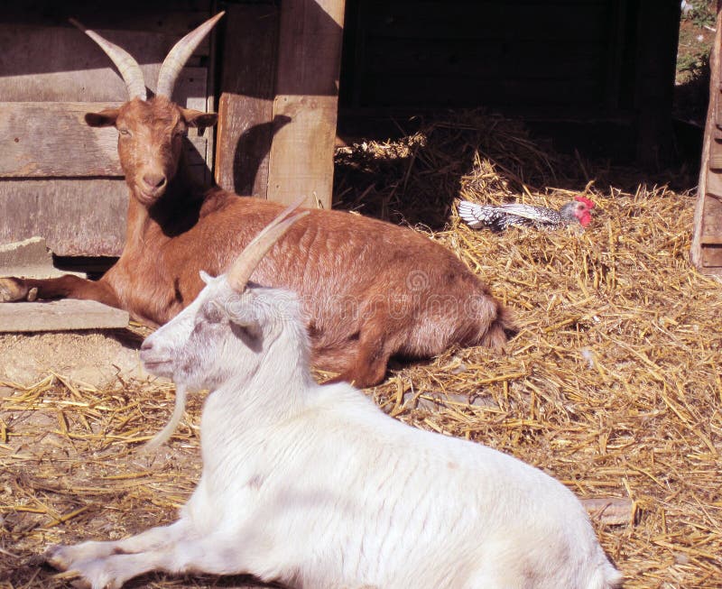 Goats stock photo. Image of farm, cattle, comedy, caprine - 11177210