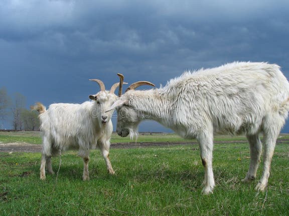 258 Two Old Goats Balm Stock Photos - Free & Royalty-Free Stock Photos ...