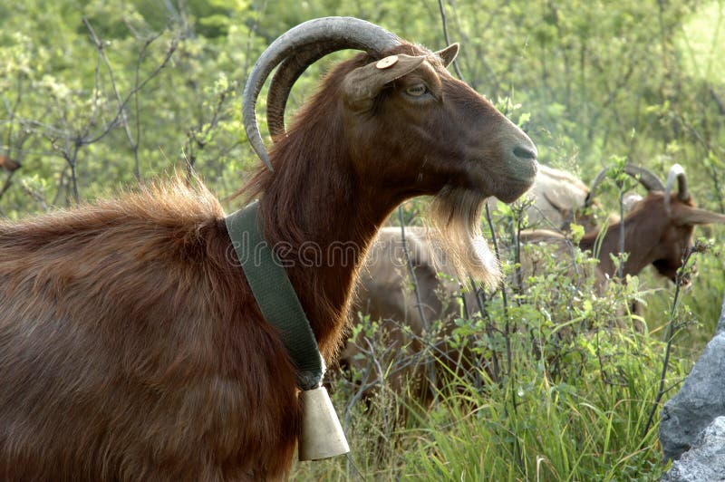 Goats 15 stock photo. Image of great, herd, goat, natural - 1181090