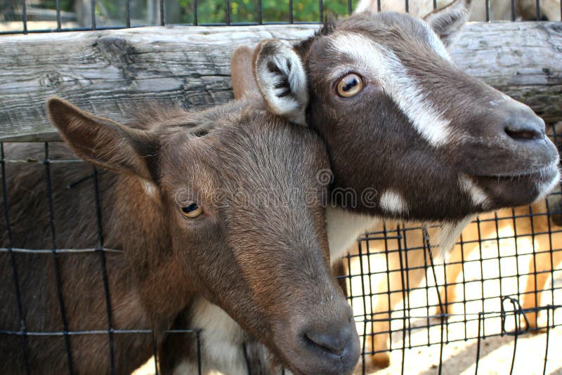 Rude Goats Stock Photos - Free & Royalty-Free Stock Photos from Dreamstime