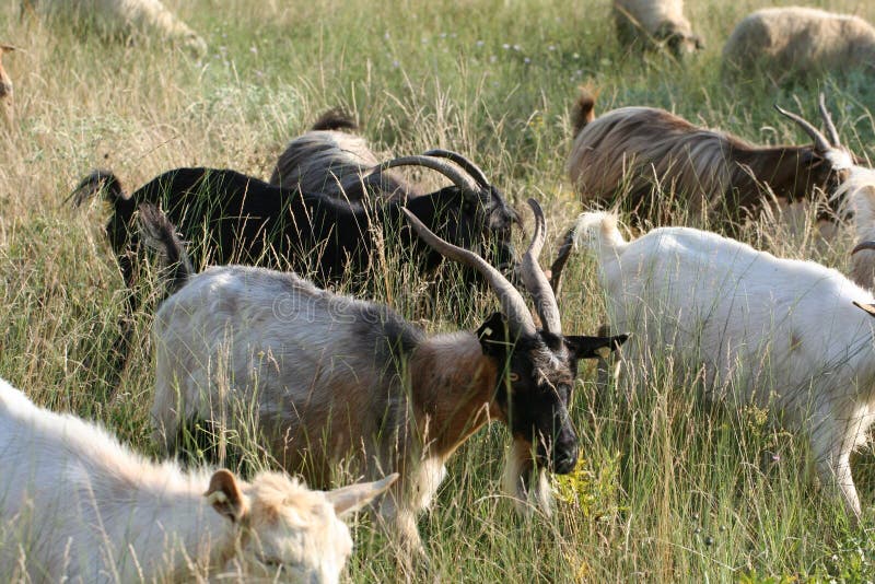 Goats stock photo. Image of grass, outdoors, season, herding - 15390616