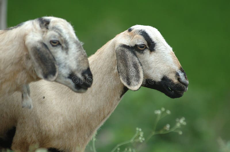 Two goats stock photo. Image of brown, horns, outdoor - 8045098