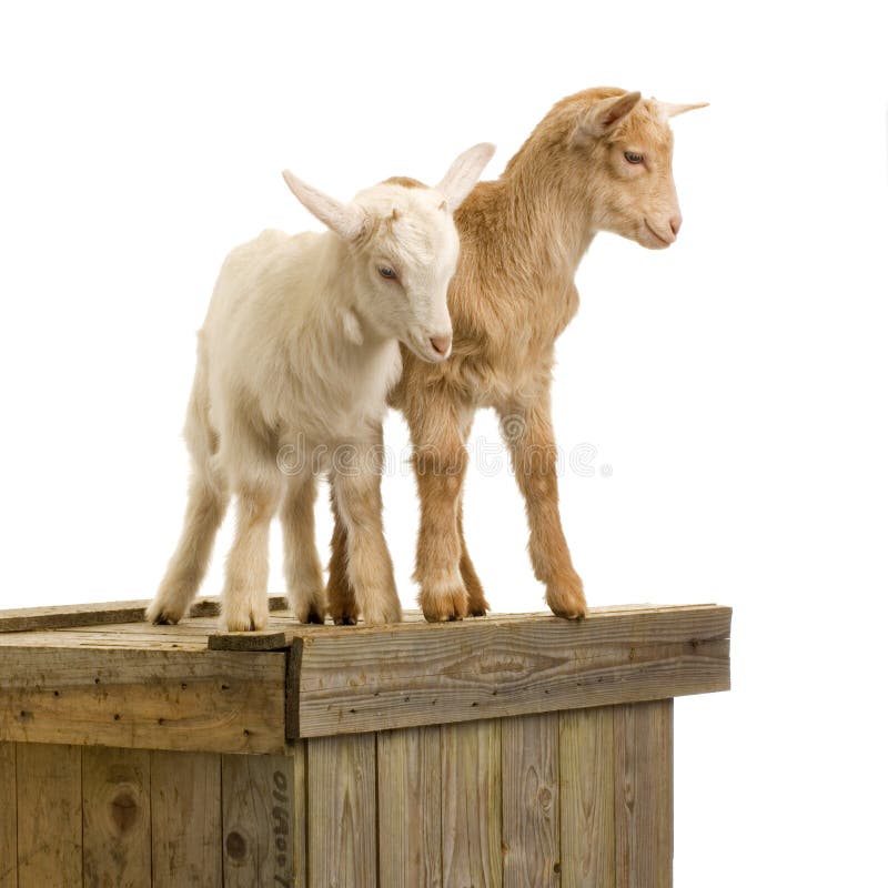 Female Rove Goat, 3 Years Old Stock Image - Image of copy, capra: 14539413