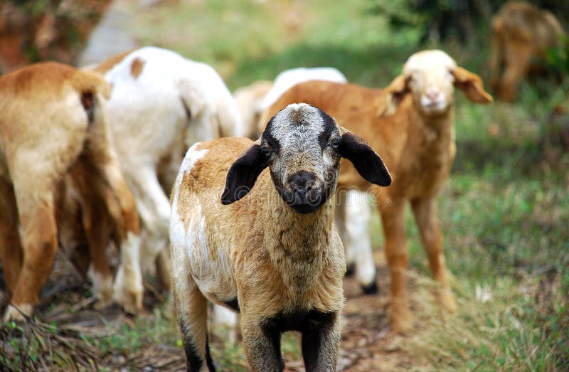 Goats stock image. Image of wild, goats, life, union, kiss - 4615283