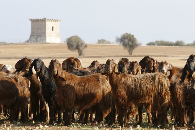 Turkish tiles stock photo. Image of oriental, handmade - 5568360
