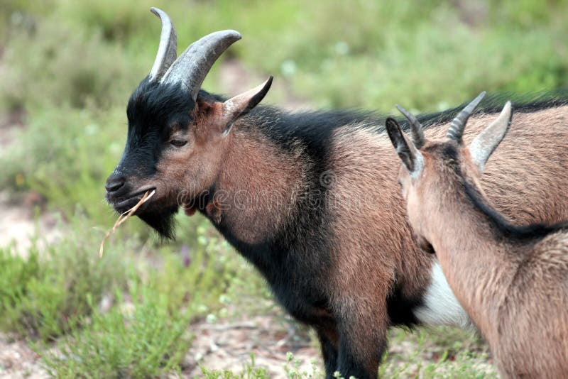 Mouflon ram stock photo. Image of climber, ovis, goat - 26880152