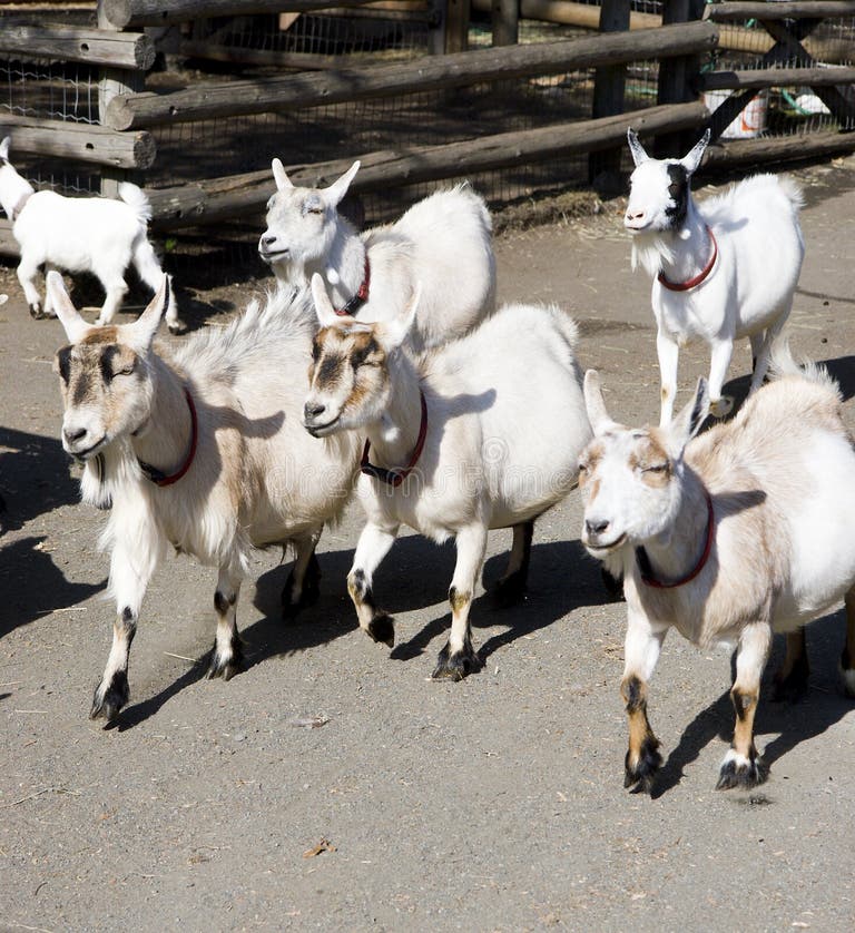 244 Five Goats Stock Photos - Free & Royalty-Free Stock Photos from ...