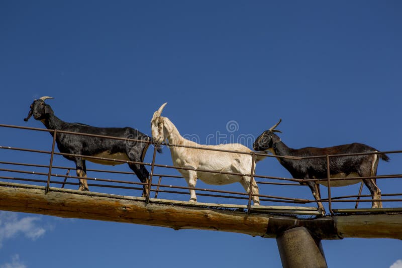 Goats in the air stock photo. Image of high, animal, raised - 35355750
