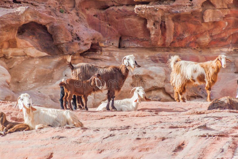 Goats in an Ancient Abandoned Rock City of Petra in Jordan Stock Image ...