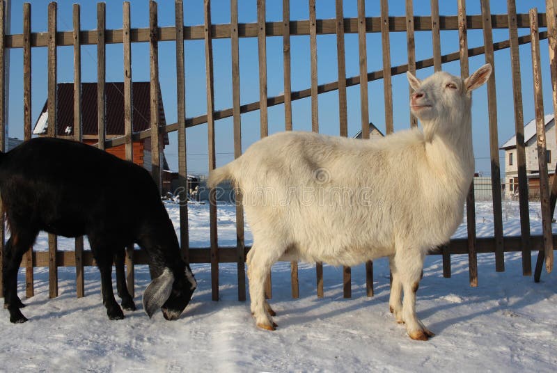 Goats Animals Walk in Winter on the Farm Stock Photo - Image of summer ...