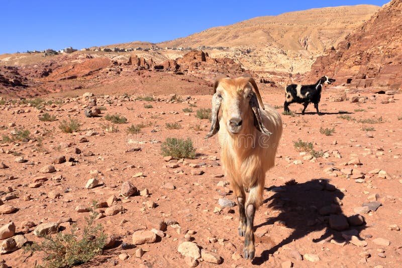 Goats in the Area of Wadi Musa, Petra, Jordan Stock Photo - Image of ...