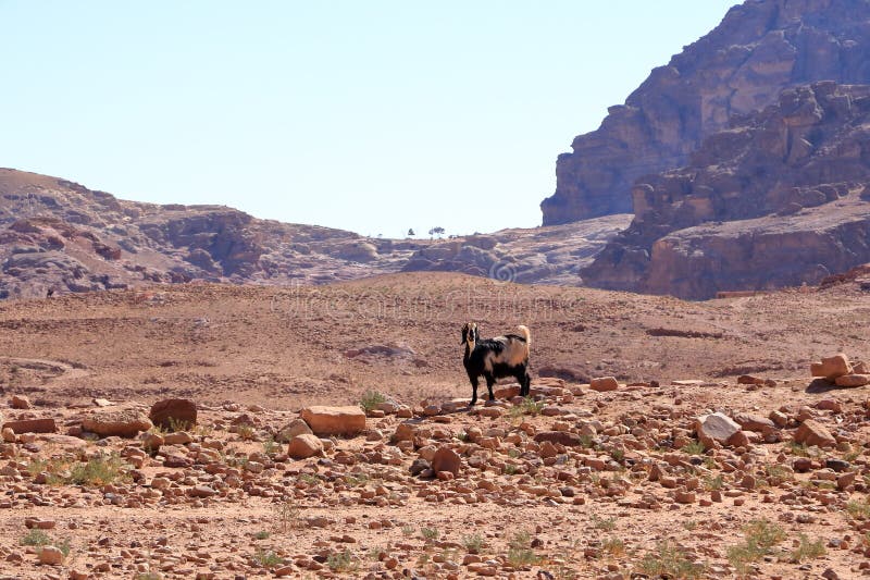 Goats in the Area of Wadi Musa, Petra, Jordan Stock Image - Image of ...