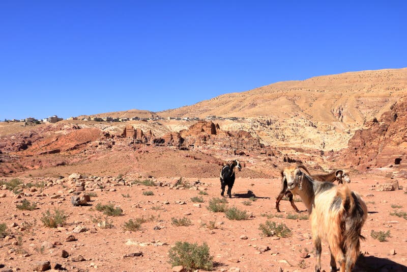 Goats in the Area of Wadi Musa, Petra, Jordan Stock Photo - Image of ...