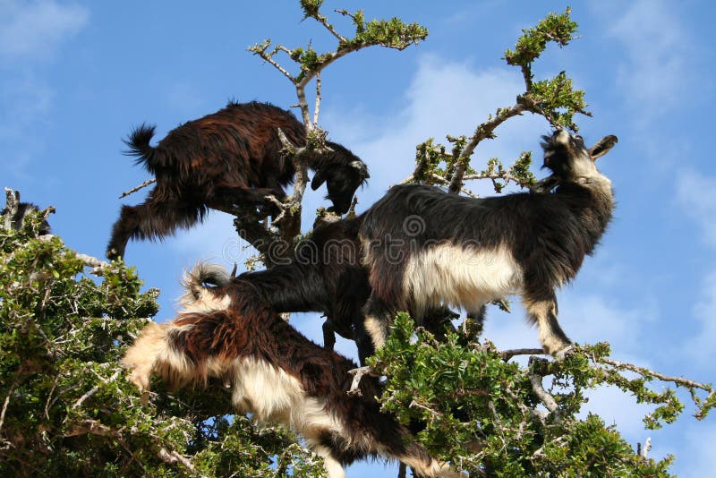 Goats Graze in an Argan Tree - Morocco Stock Image - Image of argania ...