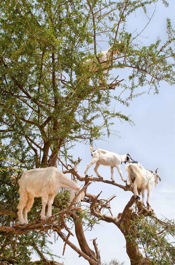 Goats on Argan Tree, Essaouira, Morocco Stock Image - Image of argan ...