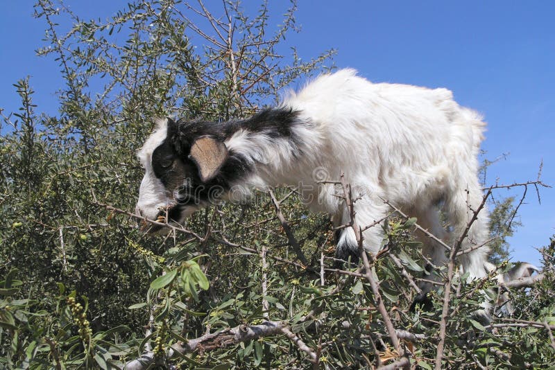 Goats in argan tree stock image. Image of essaouira - 111850611