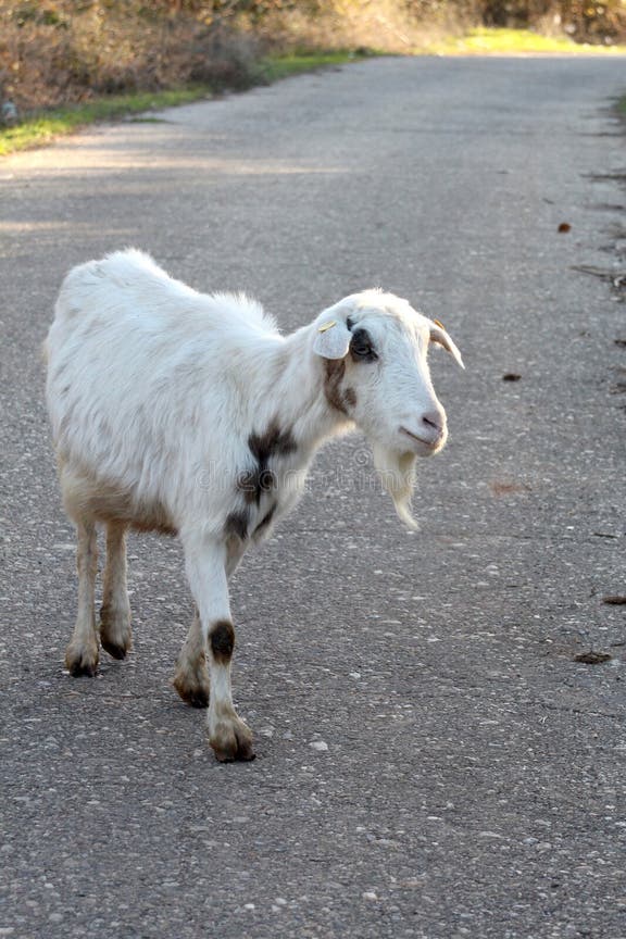 Goats on an asphalt road stock image. Image of animals - 80974909