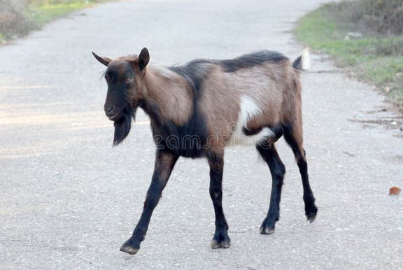 Goats on an asphalt road stock photo. Image of serene - 80975406