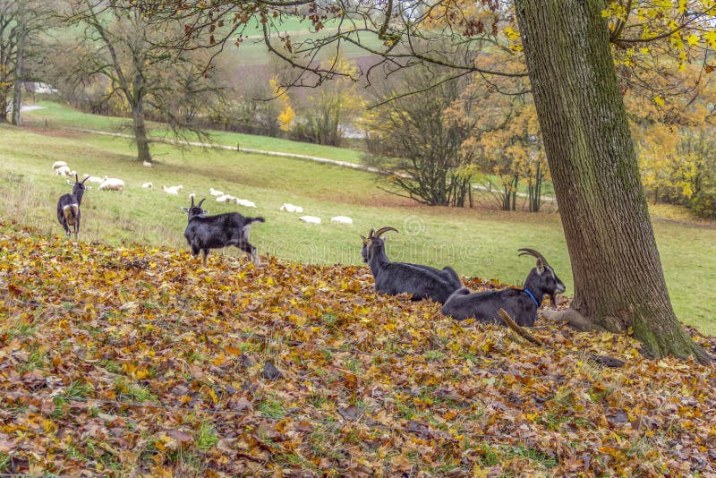 Goats in autumn ambiance stock photo. Image of autumn - 104613448