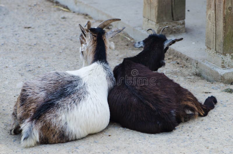 Goats back view stock image. Image of outside, rural - 54362931