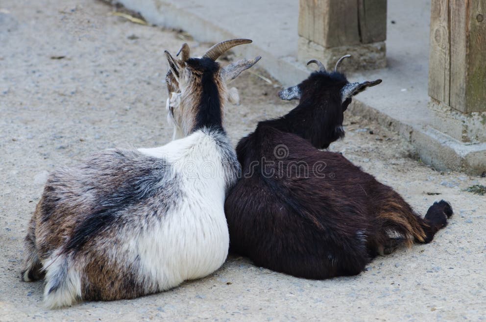 Goats back view stock image. Image of outside, rural - 54362931