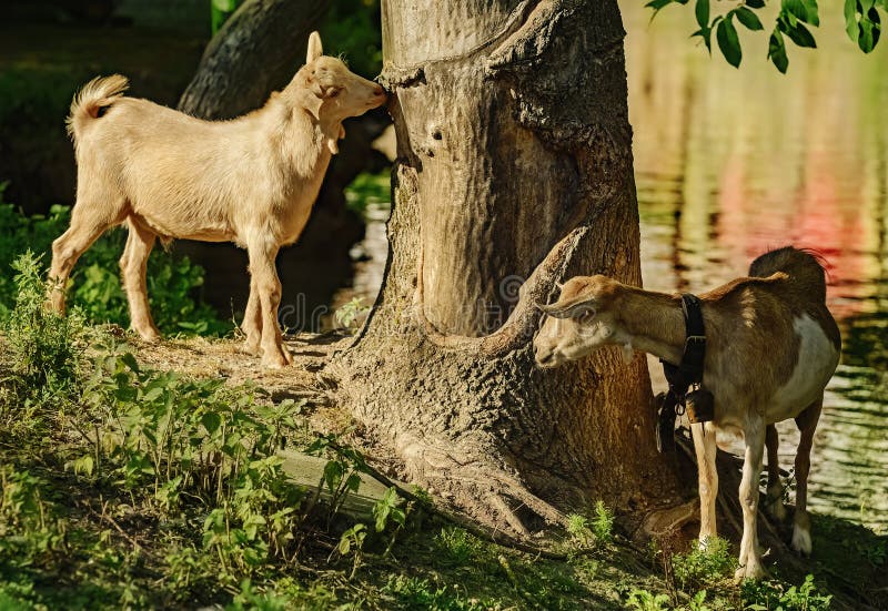 Goats on the Bank of a River Stock Image - Image of livestock, billy ...