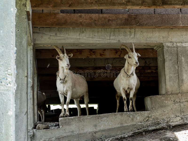 Goats in the Basement of a Houe Stock Image - Image of home, lifestyle ...