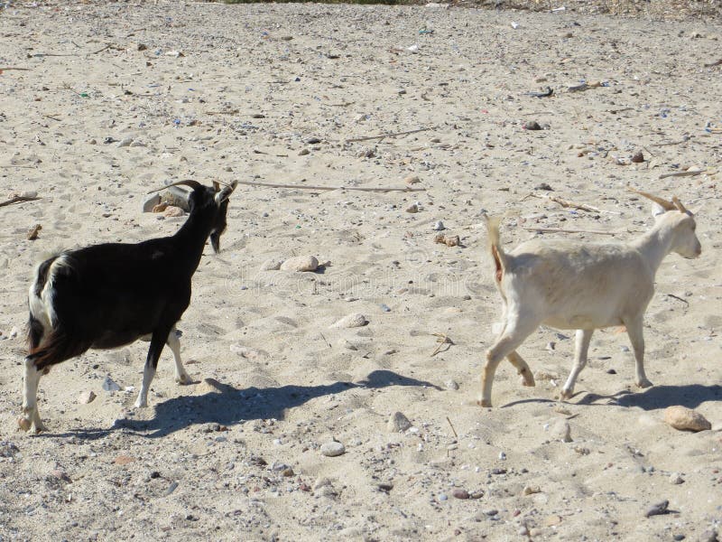 Goats on the beach stock photo. Image of park, summer - 103181776