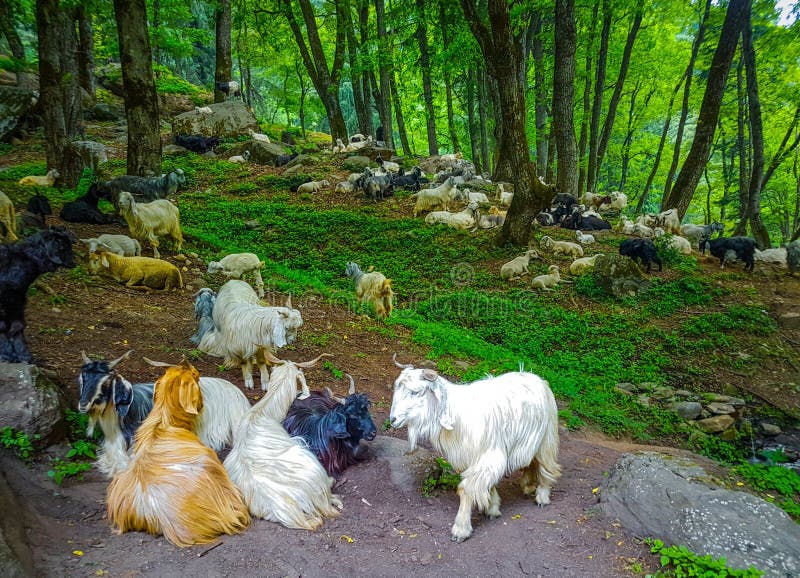 Goats stock photo. Image of forest, goats, valley, beautiful - 121012742