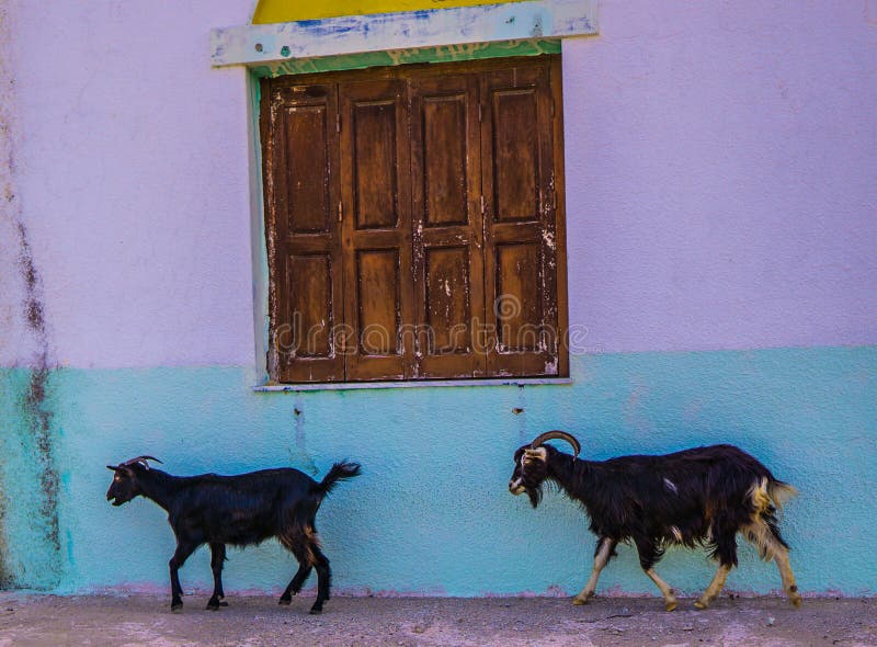 Goats in blue stock photo. Image of goats, blue, shutters - 163812902