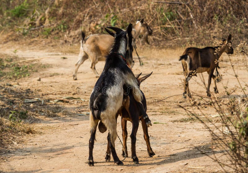 Goats breeding stock photo. Image of graze, brush, farm - 72046722