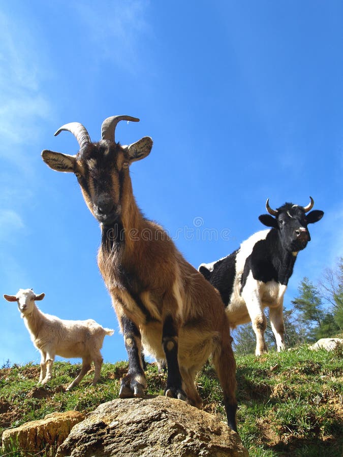 Goat stock image. Image of billie, family, nannie, barn - 13782377