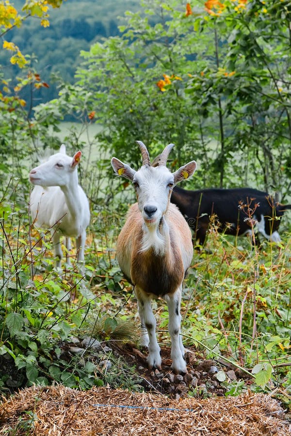 Goats in the bush stock image. Image of farming, landscape - 26955621