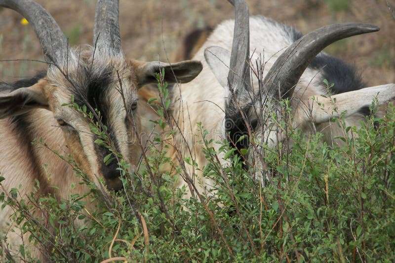 Goats stock image. Image of horn, farmers, grass, food - 67580019
