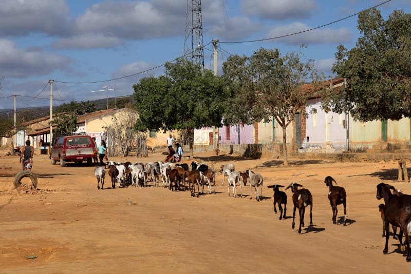 179 Goats Brazil Stock Photos - Free & Royalty-Free Stock Photos from ...