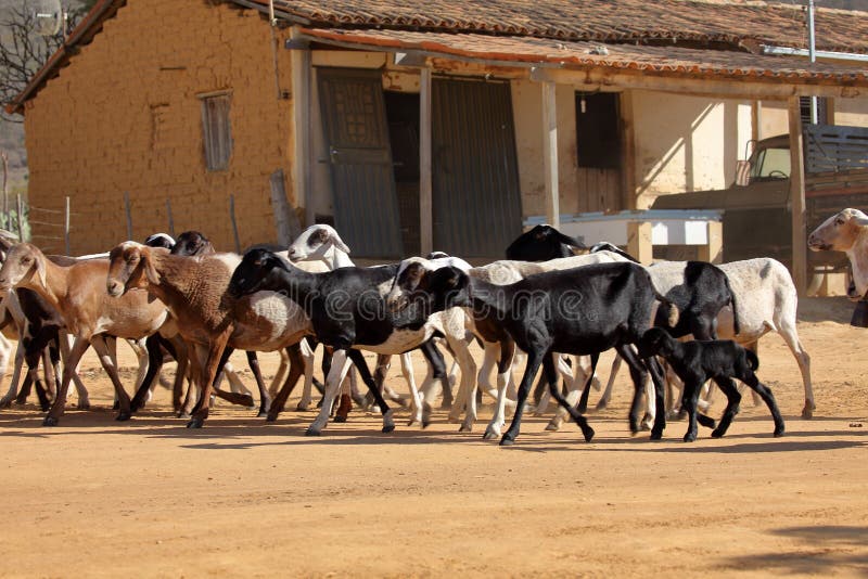 Goats in the Caatinga of Brazil Stock Photo - Image of south, queixo ...