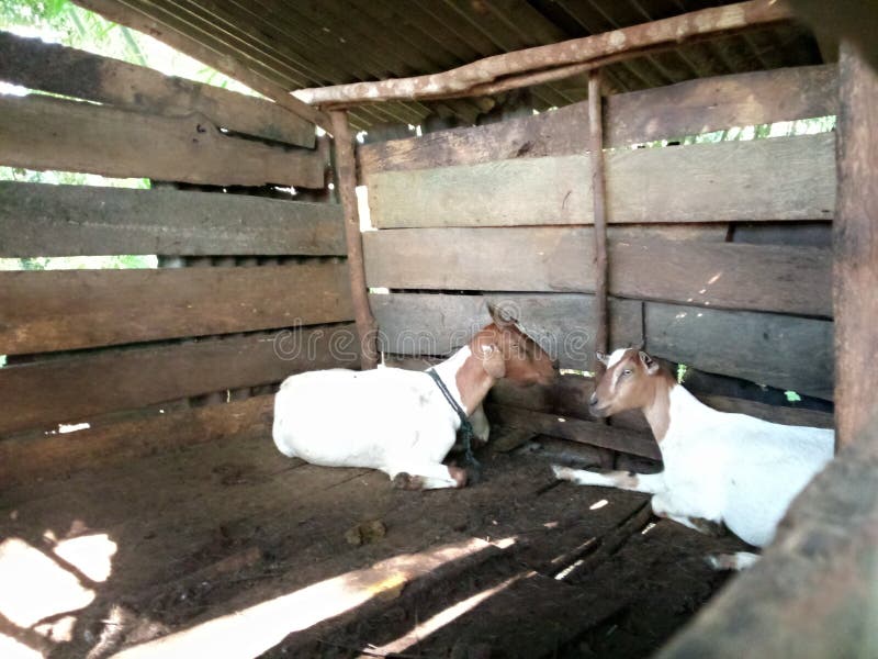 Goats in the cabin village stock image. Image of goats - 279002111