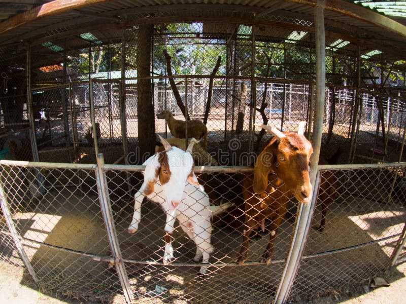 Goats In The Wooden Farm Cage Stock Image - Image of fence, meat: 71446471