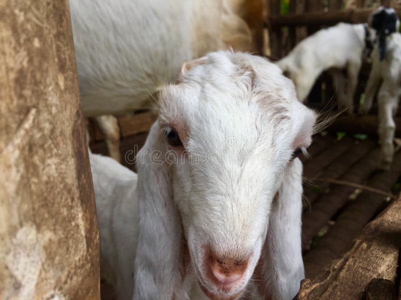 Goats in a cage stock photo. Image of mane, goats, horn - 227194924