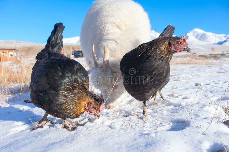 Goats and chicken stock image. Image of grass, animals - 84018839